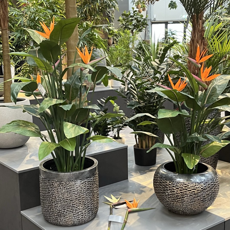Designplants | De Groot Decoraties