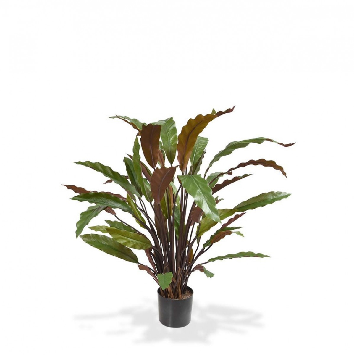 Calathea | De Groot Decoraties